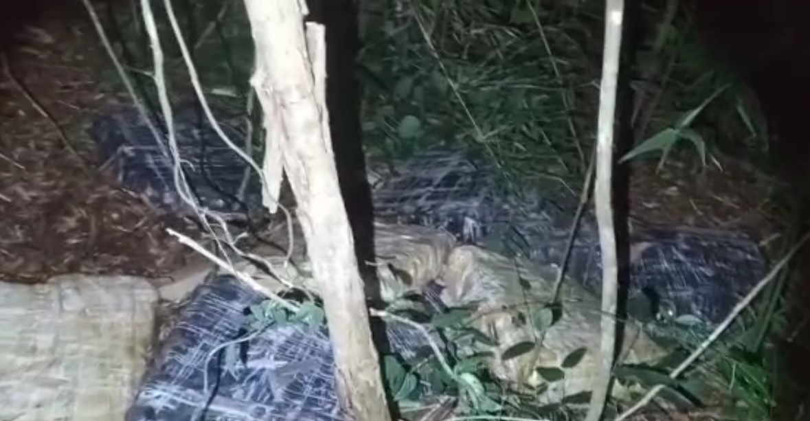 Hallaron Más De 180 Kilos De Marihuana Ocultos Entre La Vegetación El